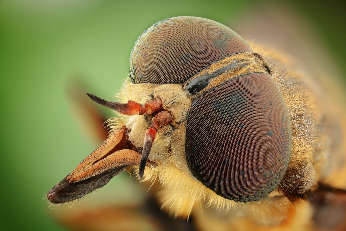 KAIST, 초당 9천120프레임 포착 ‘곤충 눈 카메라’ 개발